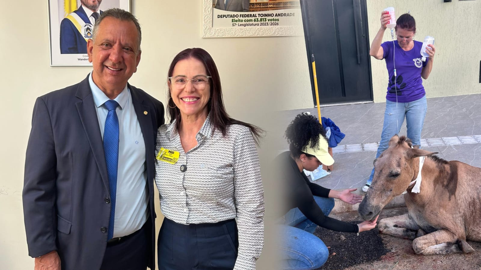 Diane da Vitória dos Bichos: quatro meses de mandato e grandes ...